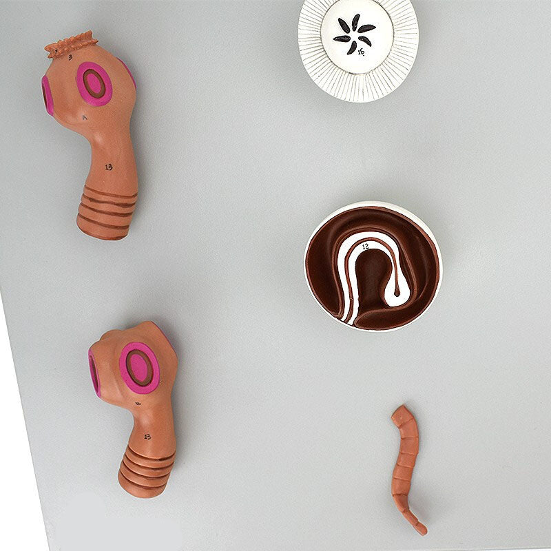 Comparative Tapeworm Model