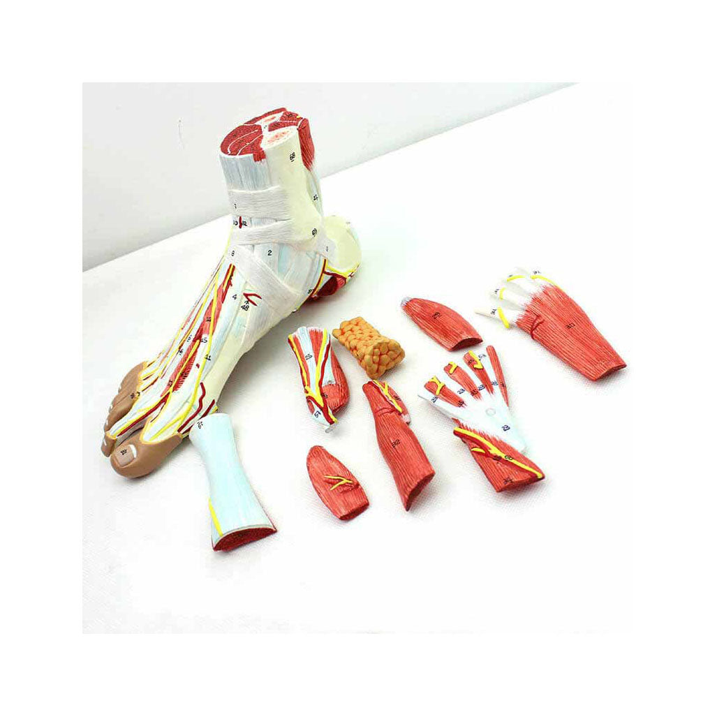Anatomy of the Foot Model，9 Parts
