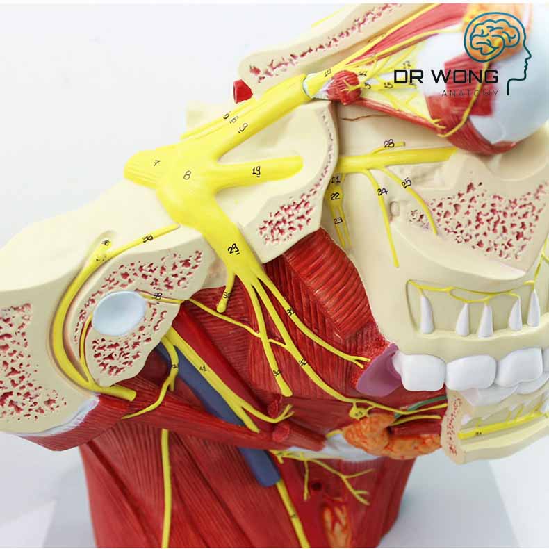 Cranial and Autonomic Nerves Model