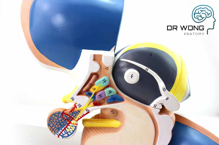 Diencephalon Model, 5X Life-Size