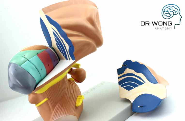 Diencephalon Model, 5X Life-Size