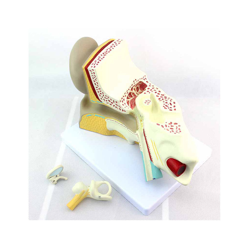 Giant Ear Model, 3x Life Size, 3-Part