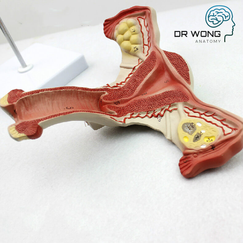 Female Reproductive Organs Model
