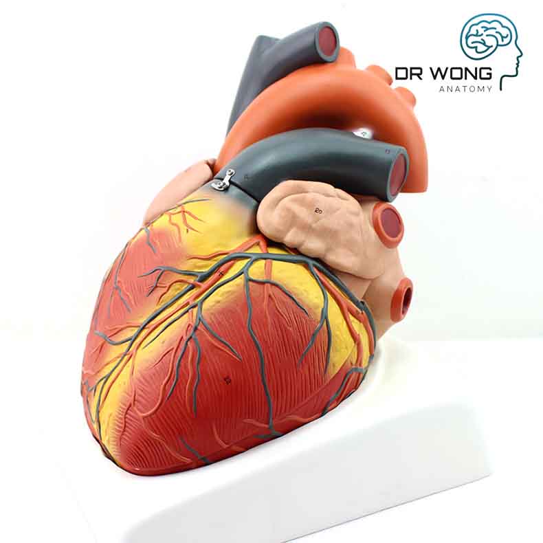 Giant Heart Model, 4X Life-Size, 4 Parts
