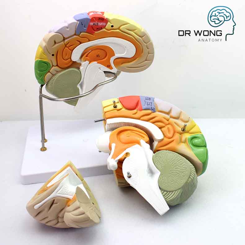 Giant Brain Model, 2X Full-Size, 4 Parts