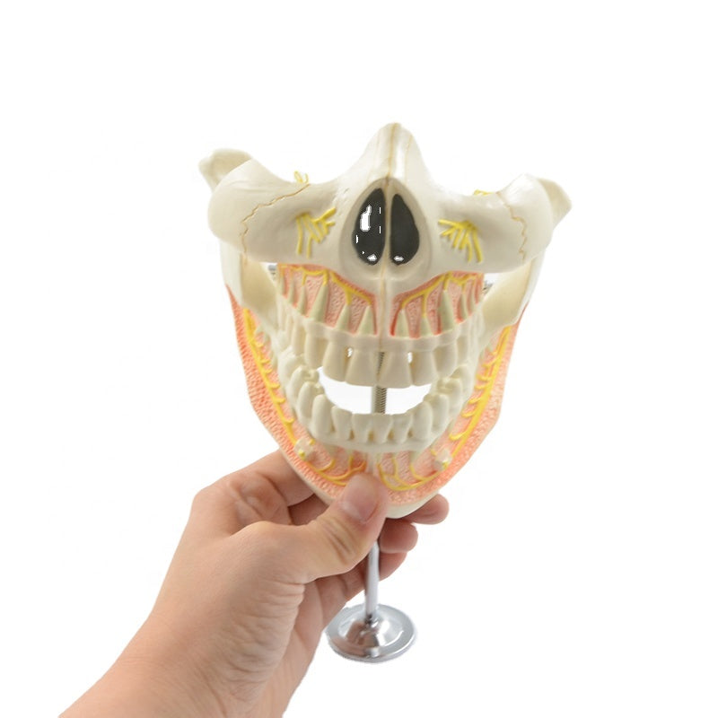Permanent Teeth Model