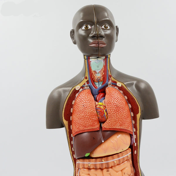 Mini Torso Model, Half Life-Size, 16 Parts