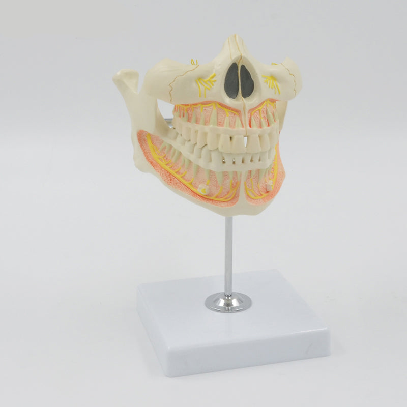 Permanent Teeth Model