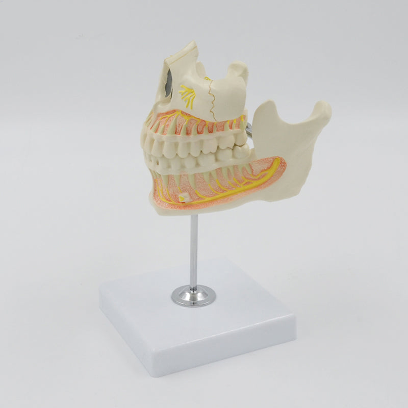 Permanent Teeth Model