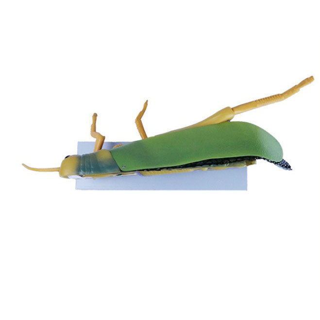 Locust Dissection Model
