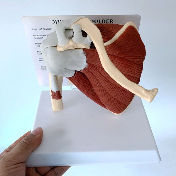 Muscled Shoulder Joint Anatomy Model