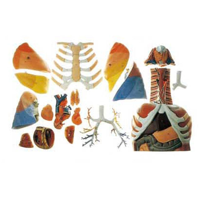 Anatomical Model - Thorax, 17 Parts