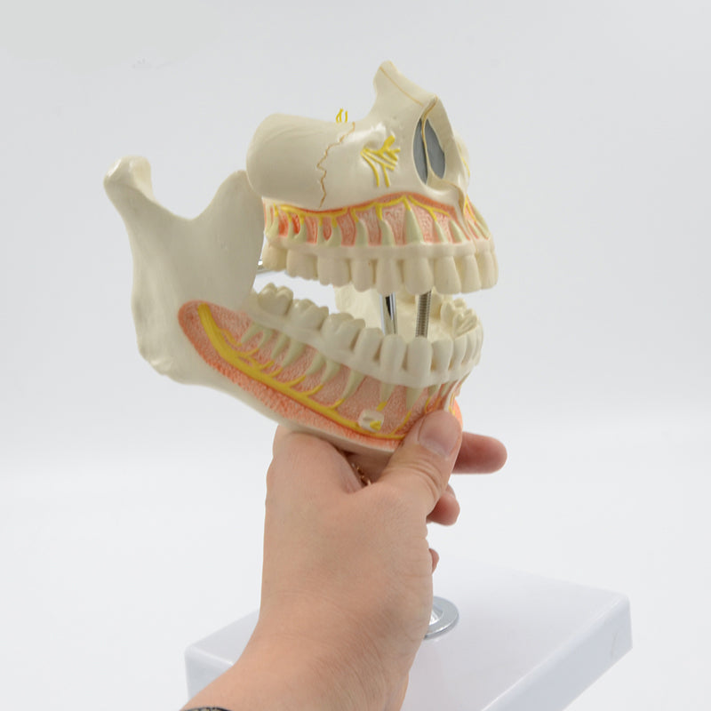 Permanent Teeth Model
