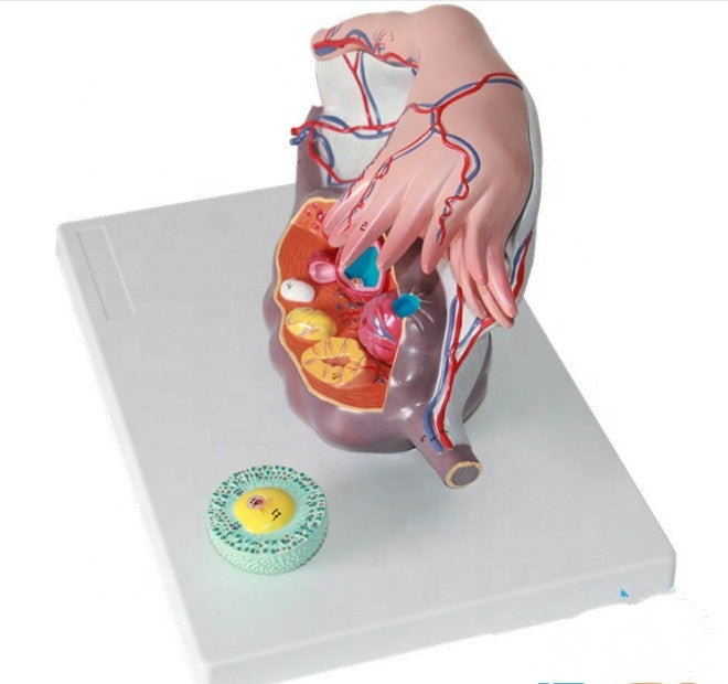 Human Ovary Model, 5X Life-Size
