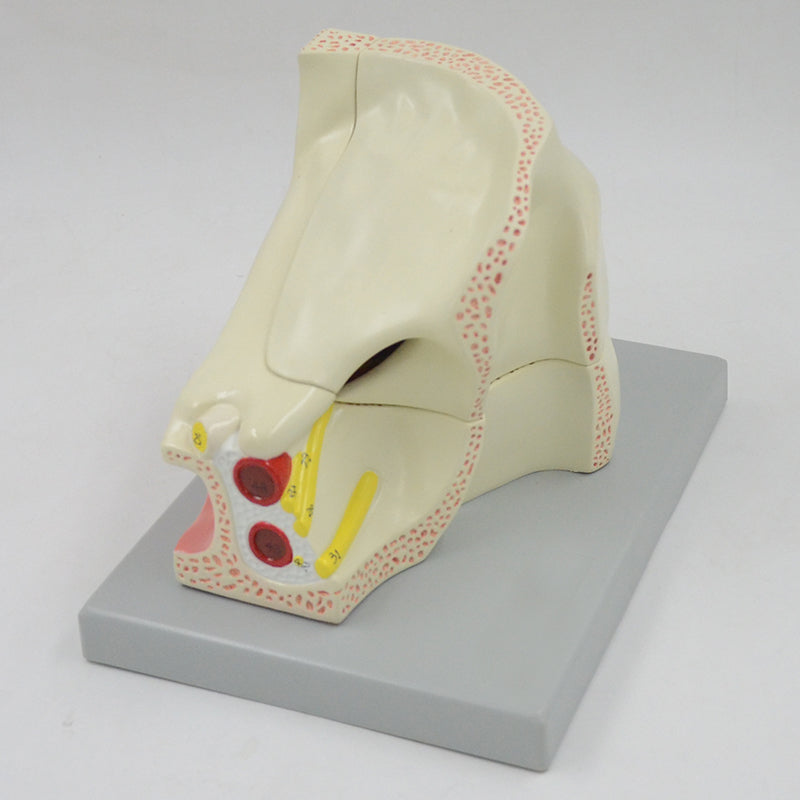 Premium Eye with Bony Orbit Anatomy Model