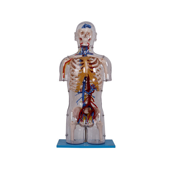 Anatomical Transparent Torso Model