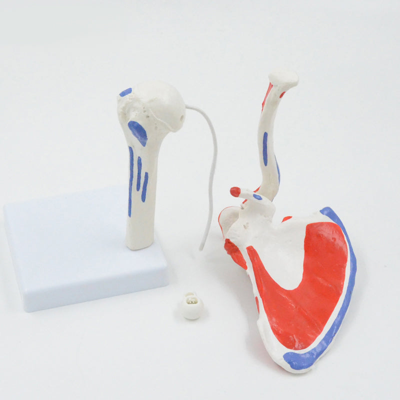Shoulder Joint Anatomy Model With Rotator Cuff