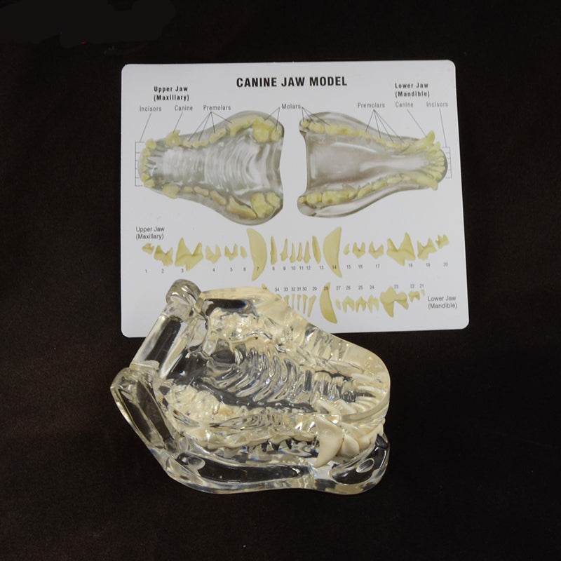 Clear Canine Jaw Model
