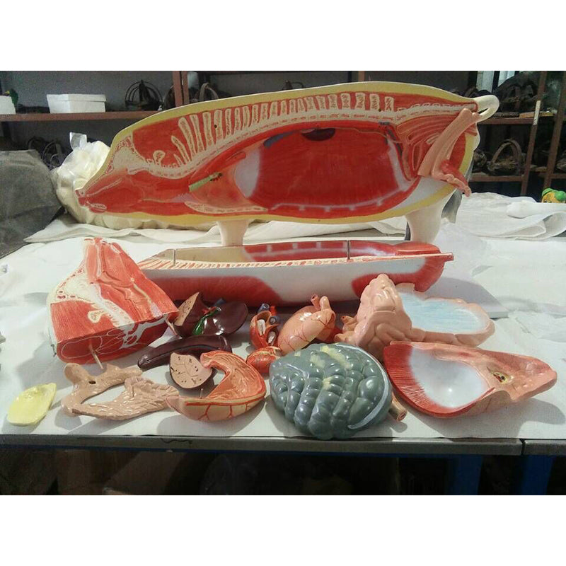 Pig Anatomy Model