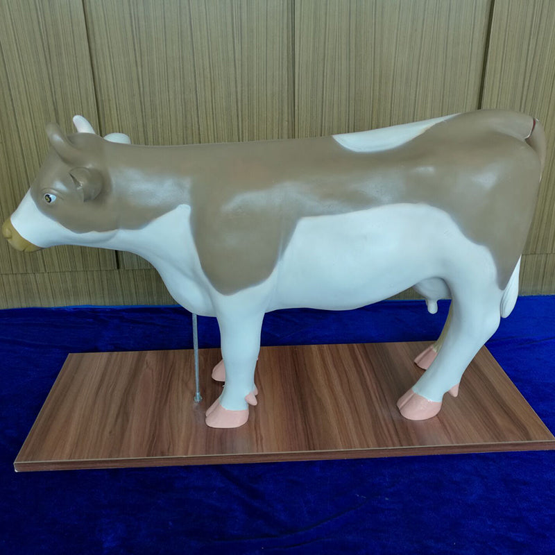 Cow Anatomy Model