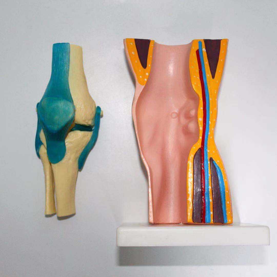 Functional Knee Joint Model
