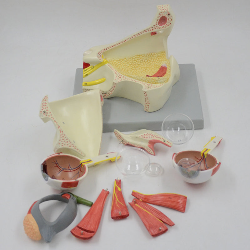 Premium Eye with Bony Orbit Anatomy Model