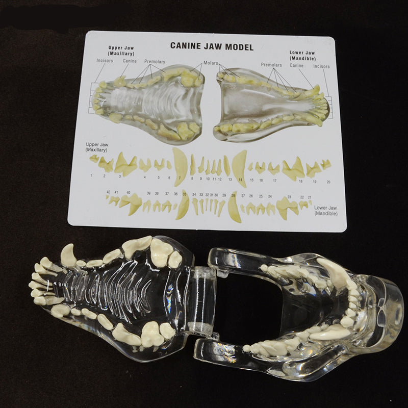 Clear Canine Jaw Model