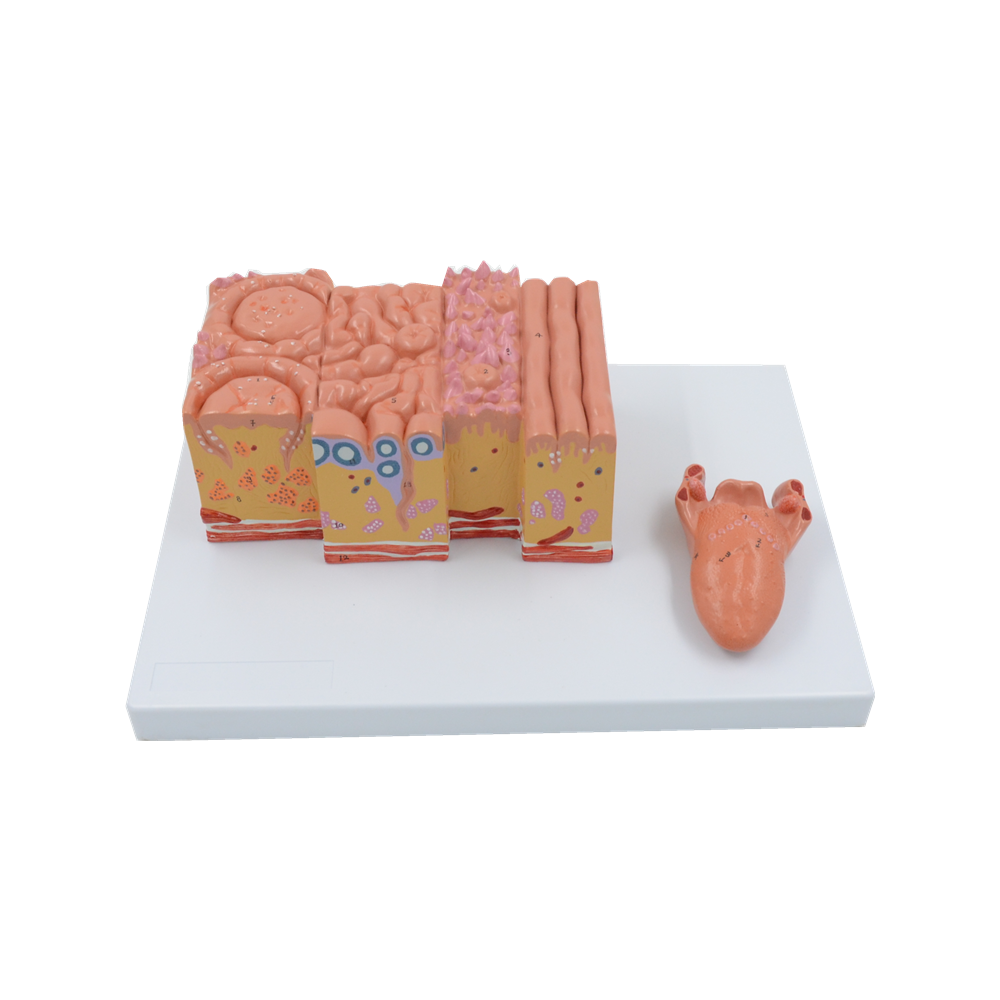 Tongue and Tongue Tissue Model