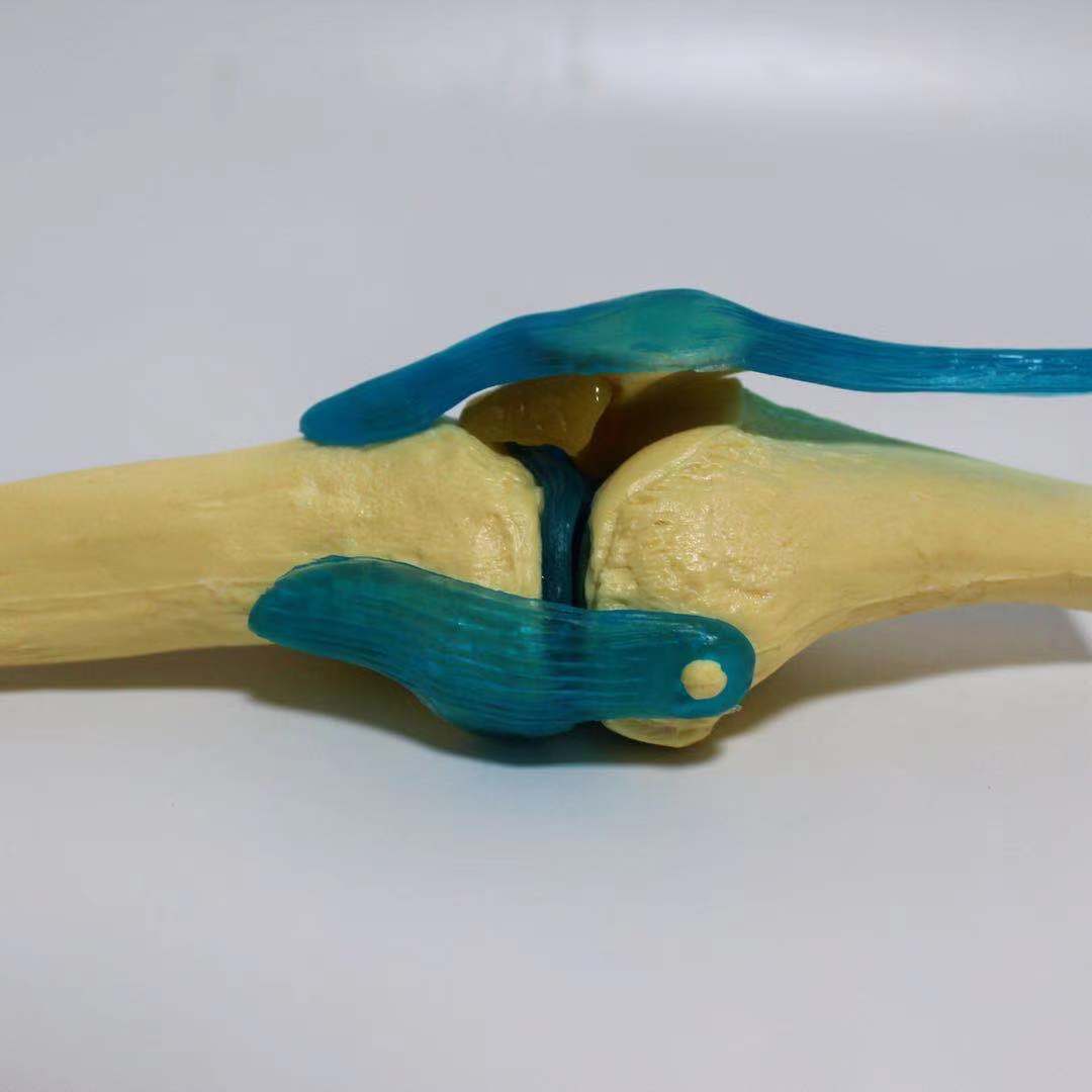 Functional Knee Joint Model