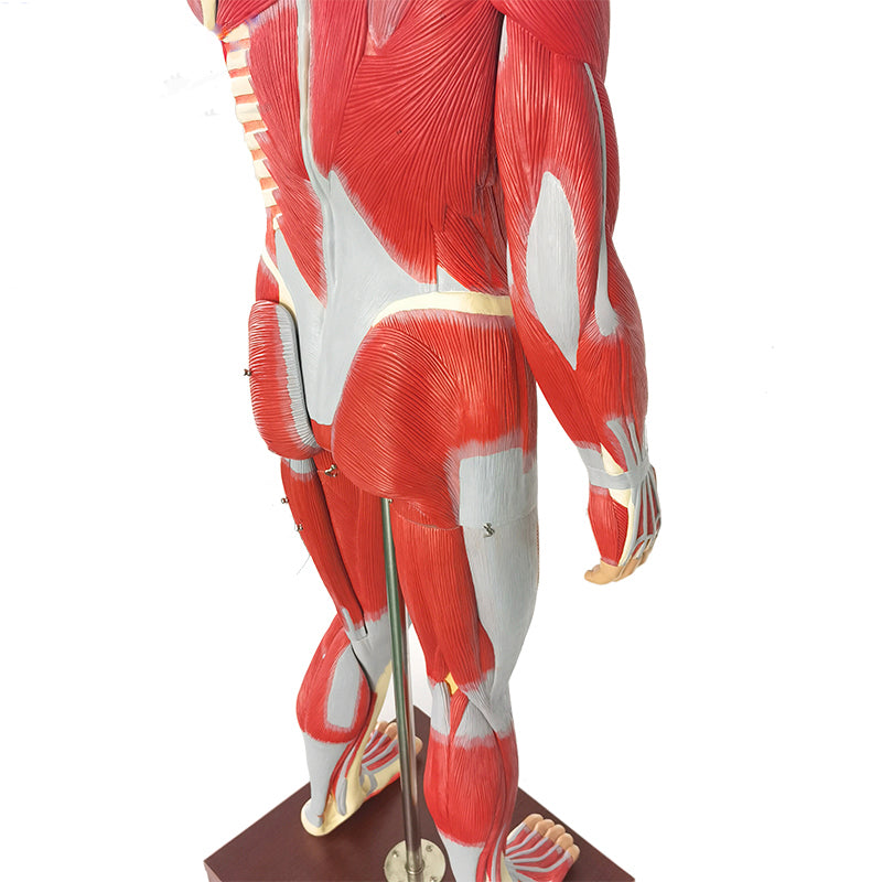 Life Size Human Muscular Figure Model, 27 Parts, 5ft 8in (170cm)
