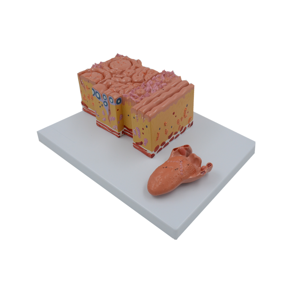 Tongue and Tongue Tissue Model