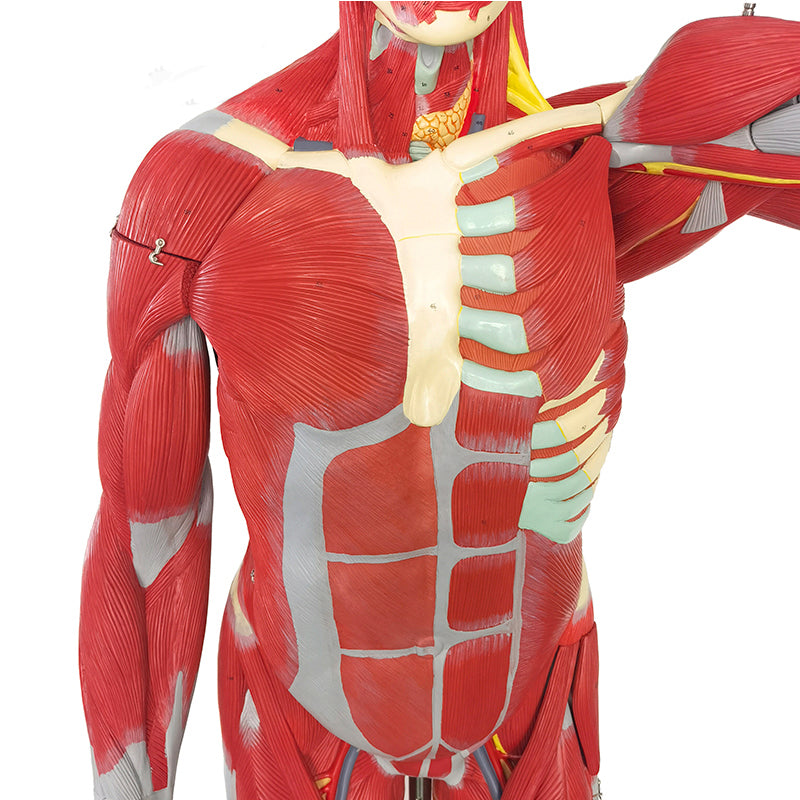 Life Size Human Muscular Figure Model, 27 Parts, 5ft 8in (170cm)