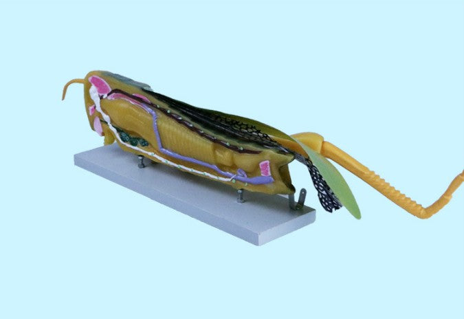 Locust Dissection Model