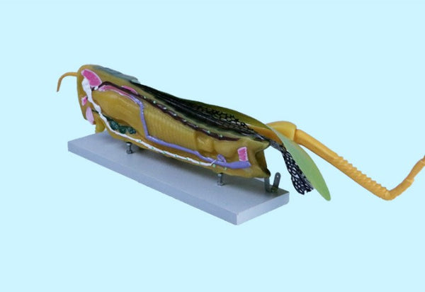 Locust Dissection Model