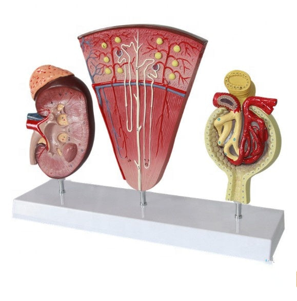 Kidney, Nephron and Renal Corpuscle Model