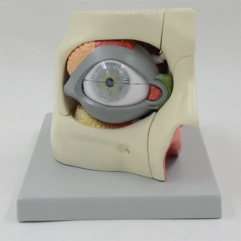 Premium Eye with Bony Orbit Anatomy Model