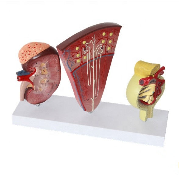 Kidney, Nephron and Renal Corpuscle Model