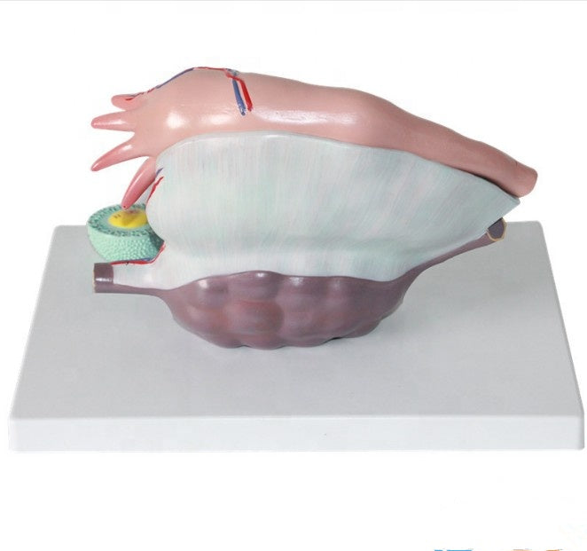 Human Ovary Model, 5X Life-Size