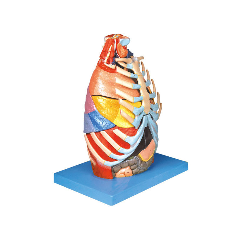 Anatomical Model - Thorax, 17 Parts