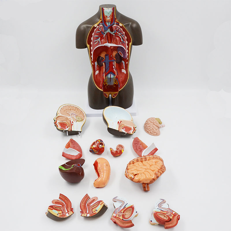 Mini Torso Model, Half Life-Size, 16 Parts