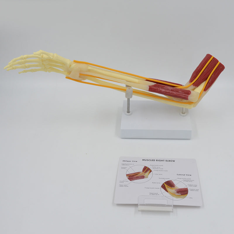 Elbow Joint Model with Muscles