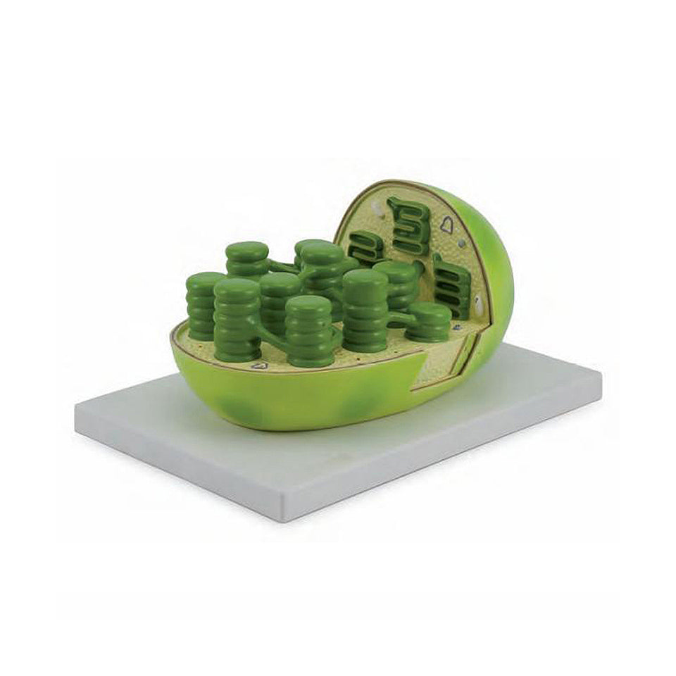 Chloroplast Model