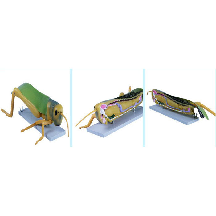 Locust Dissection Model