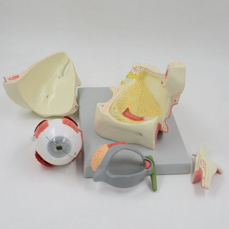 Premium Eye with Bony Orbit Anatomy Model
