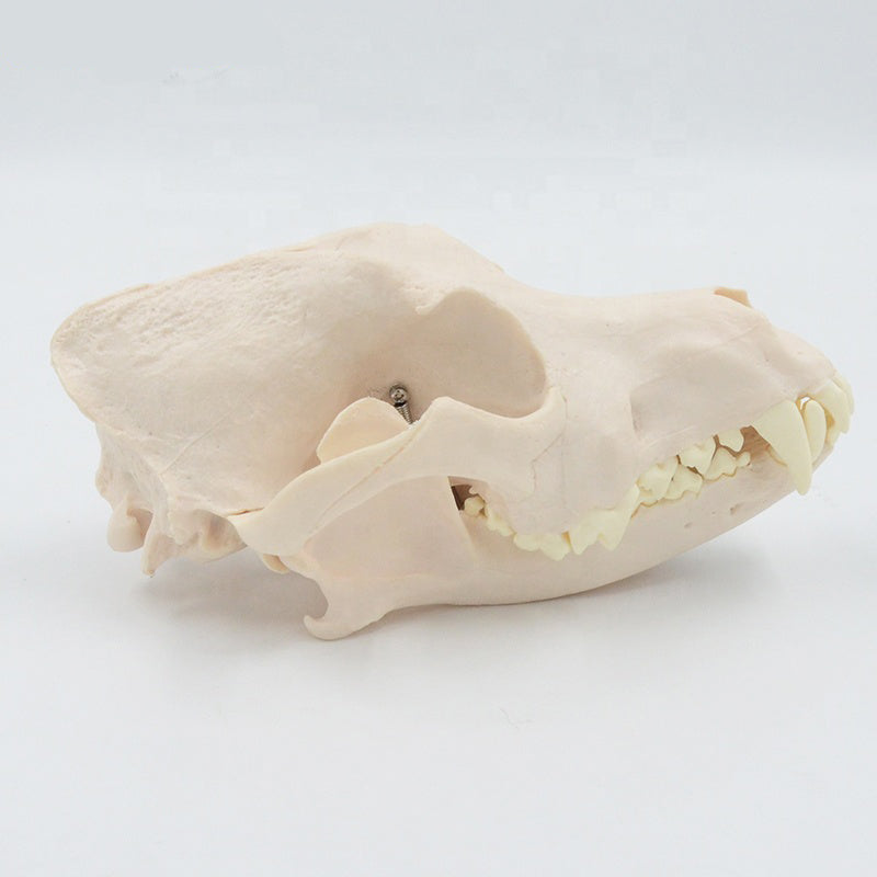 Dog Skull Model – Dr Wong Anatomy