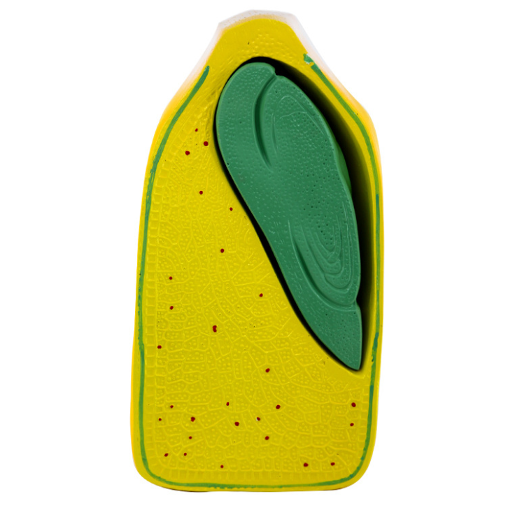 Corn Seed Model, 40X Life-Size