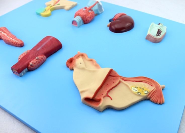 Human Endocrine Organs Model