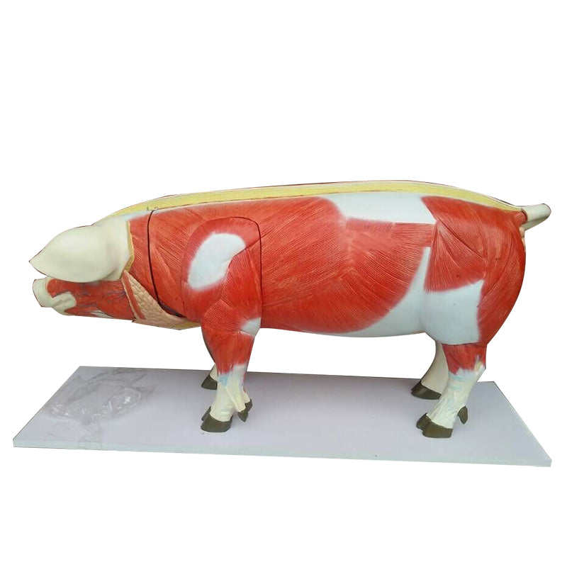 Pig Anatomy Model