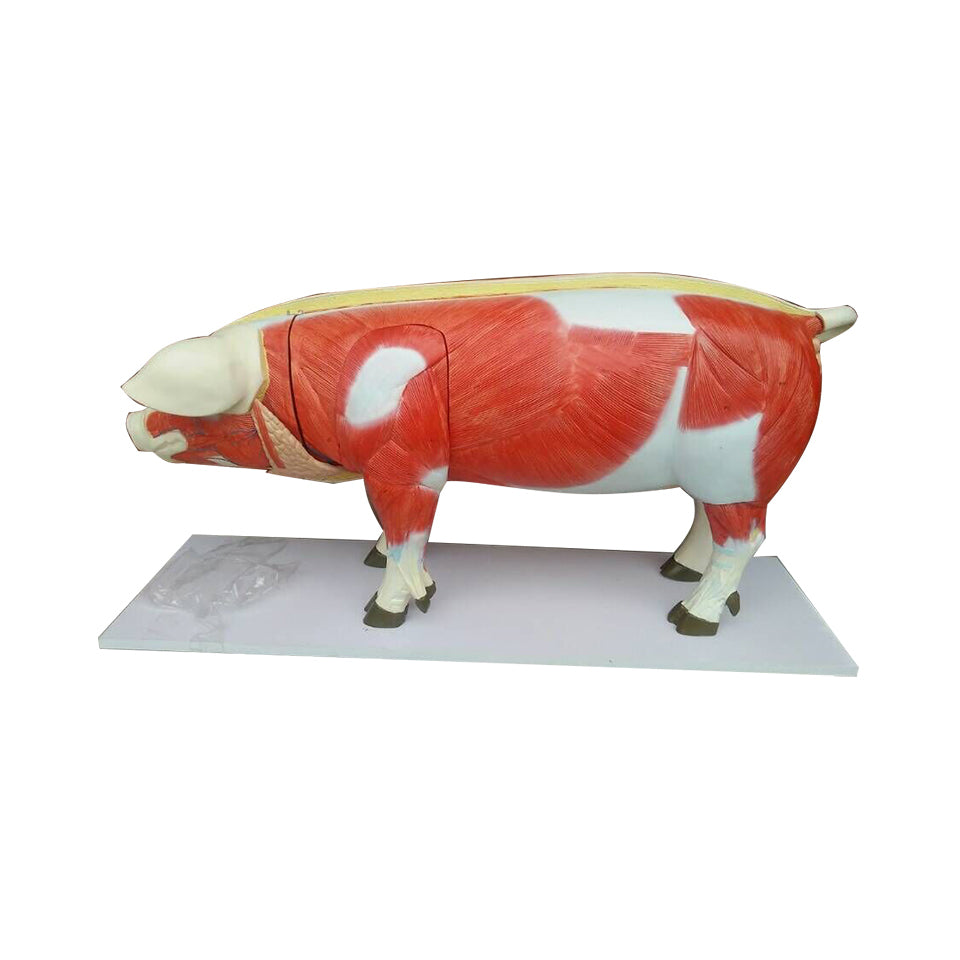 Pig Anatomy Model