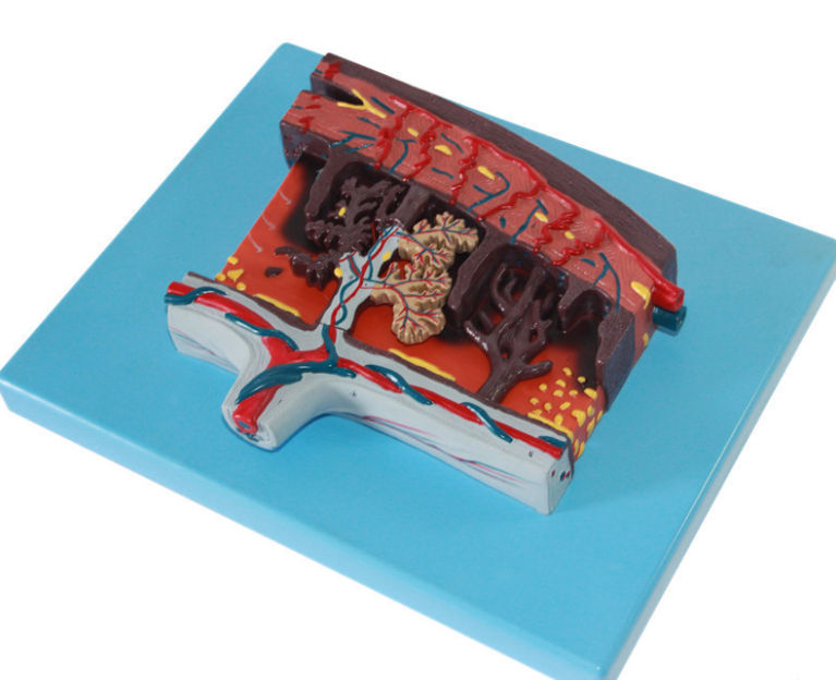 Model of the Placenta, 4X Life-Size